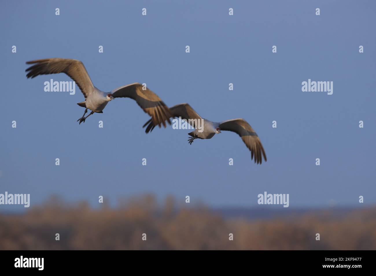 Grey cranes grus autumn hi-res stock photography and images - Alamy