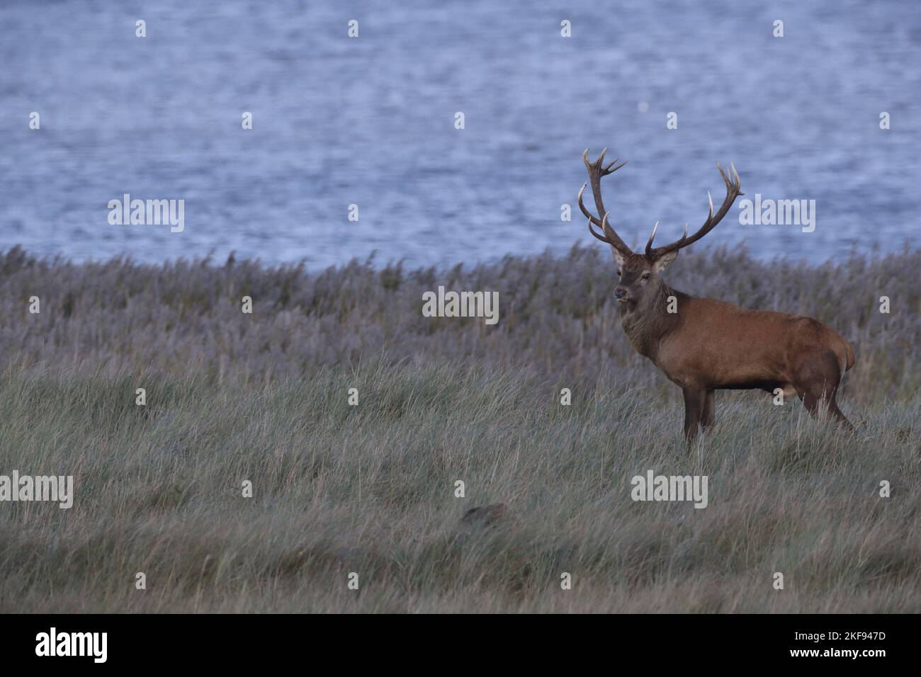 standing Red Deer Stock Photo - Alamy