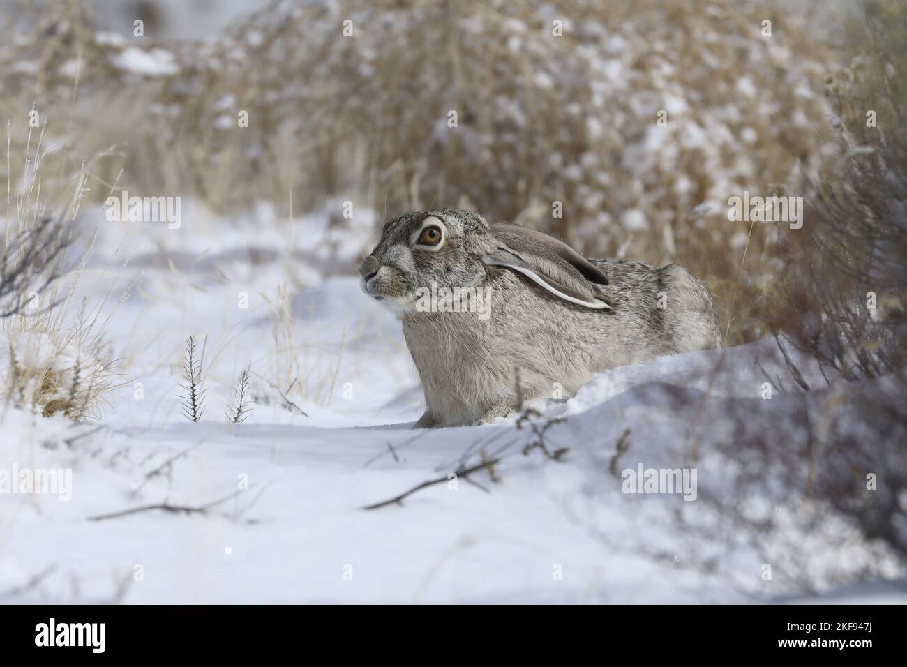 White sided jackrabbit hi-res stock photography and images - Alamy