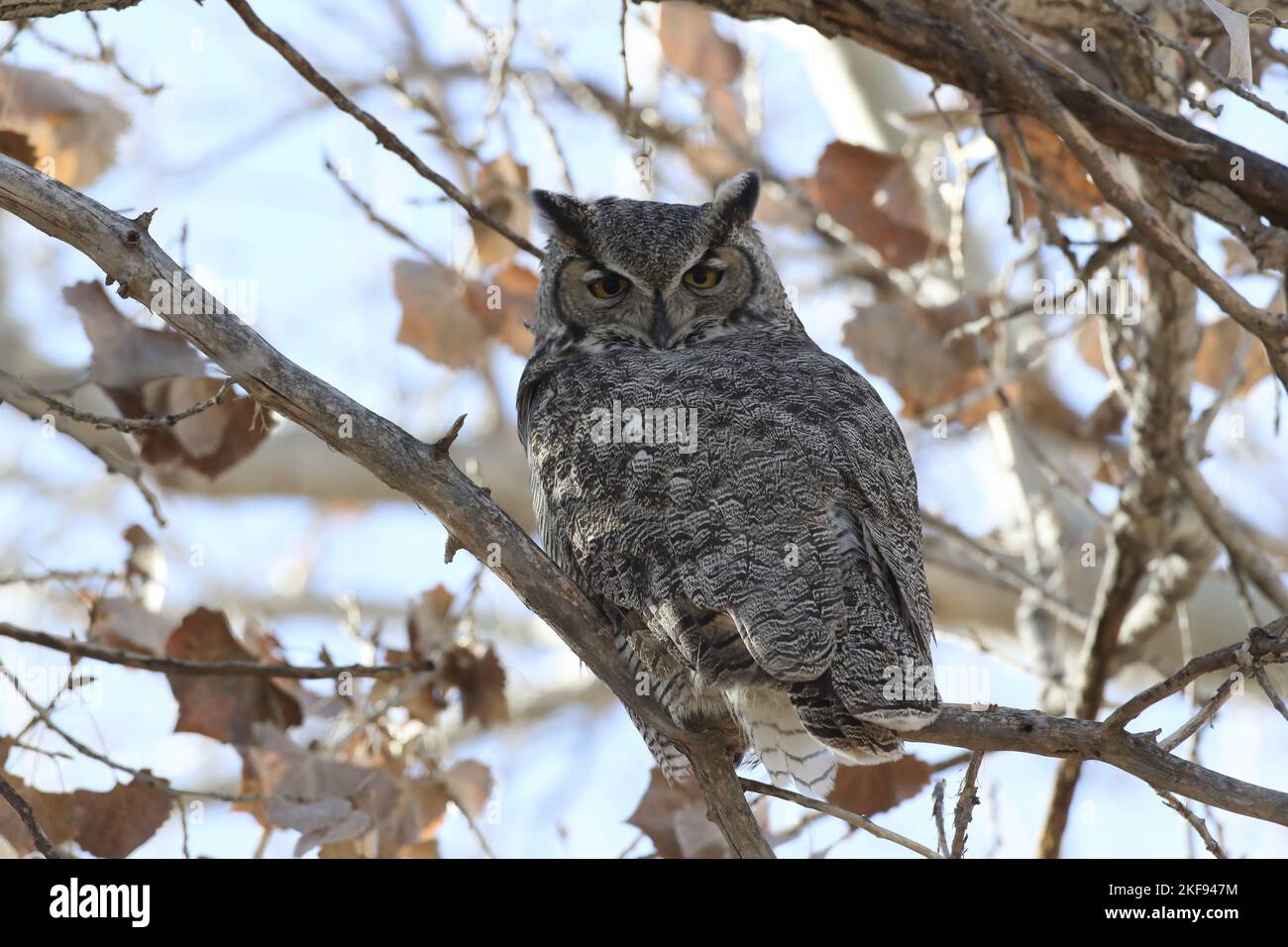 Tiger sitting rear view hi-res stock photography and images - Alamy