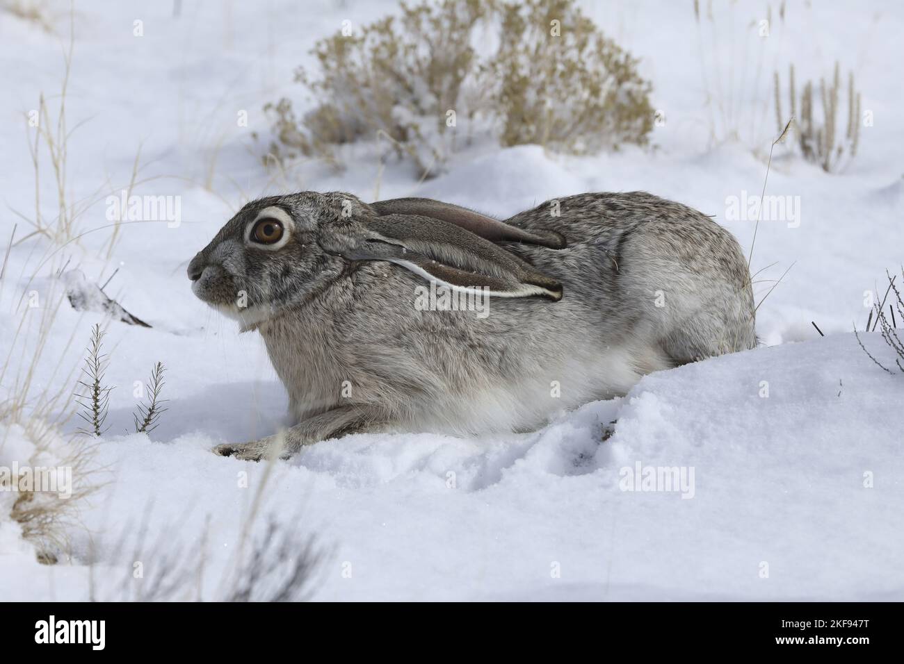 White sided jackrabbit hi-res stock photography and images - Alamy