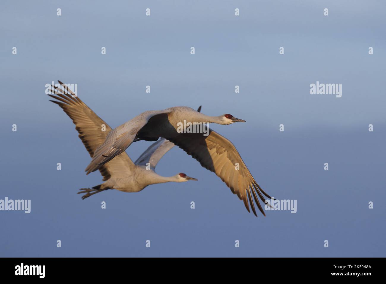 flying Sandhill Cranes Stock Photo - Alamy