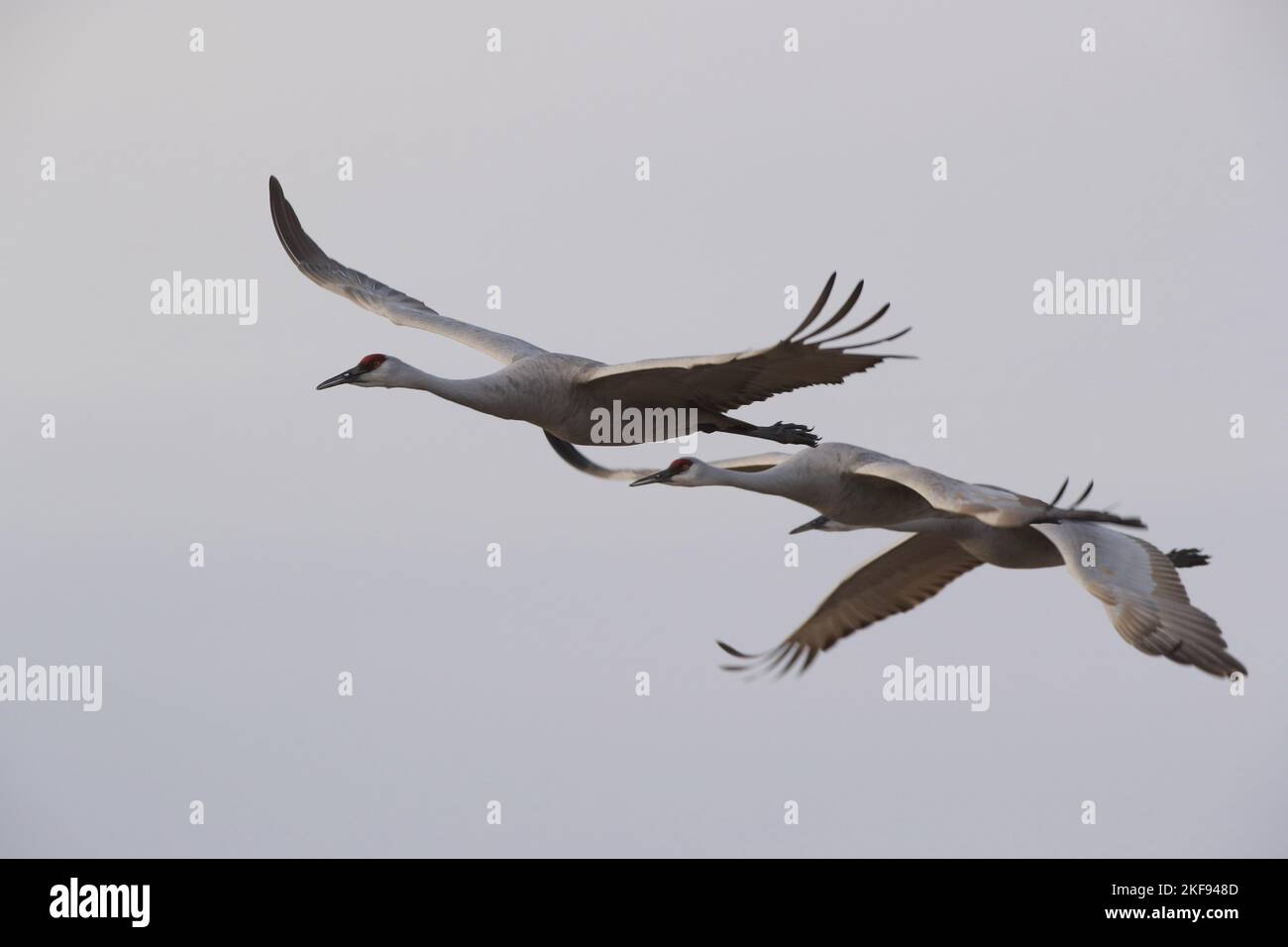 flying Sandhill Cranes Stock Photo - Alamy