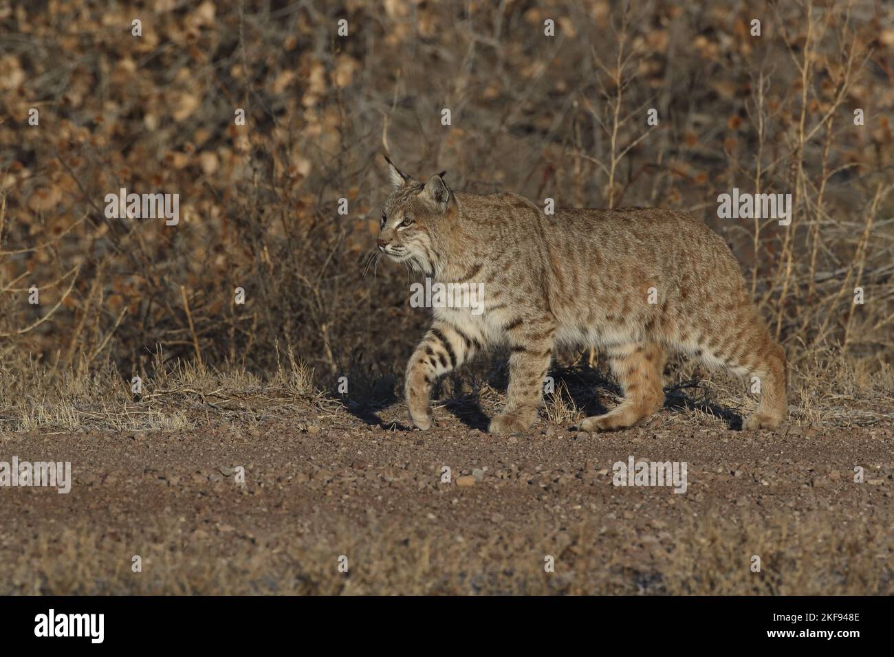 Bobcat side view hi-res stock photography and images - Alamy