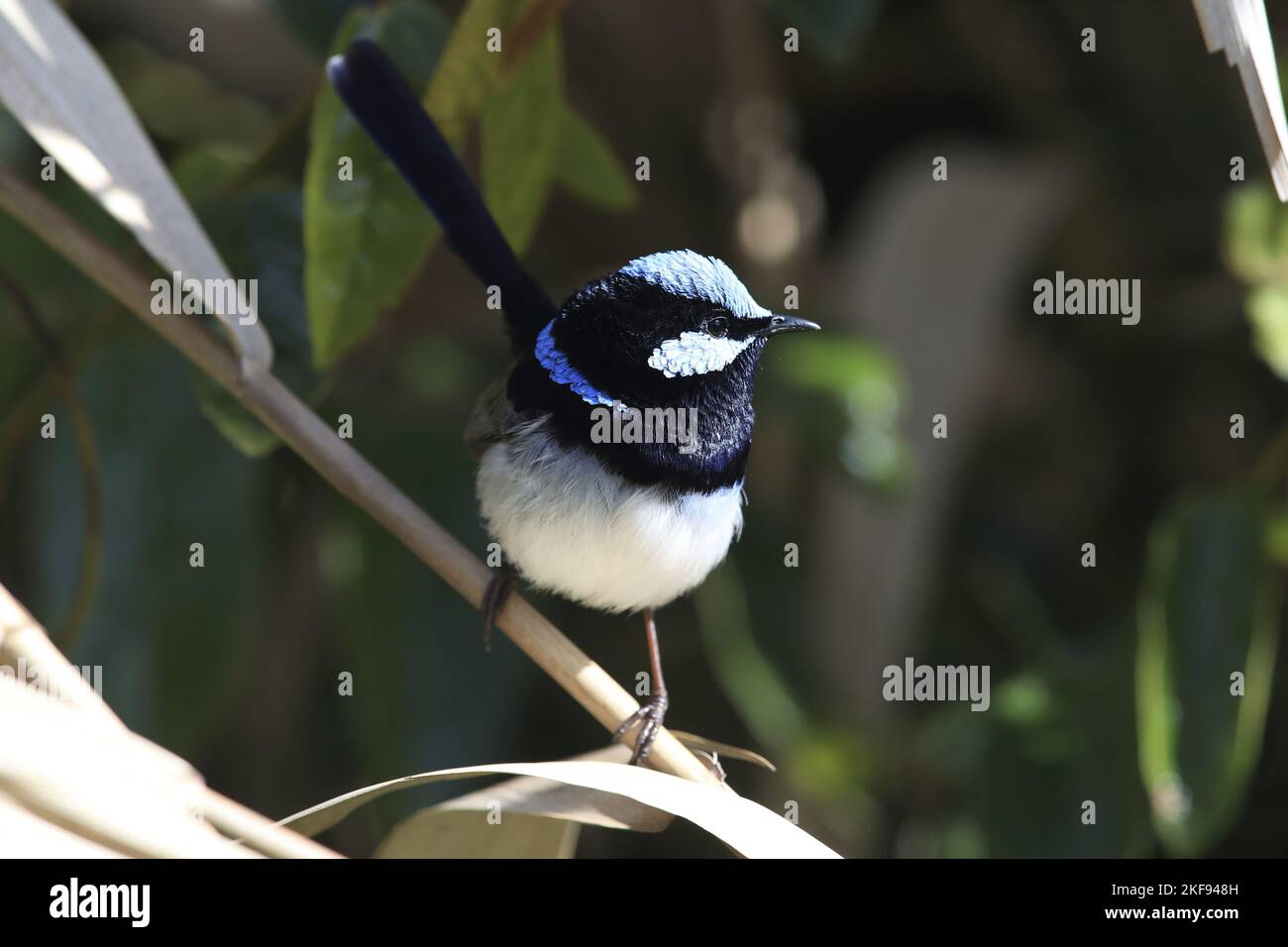 male blue wren Stock Photo - Alamy