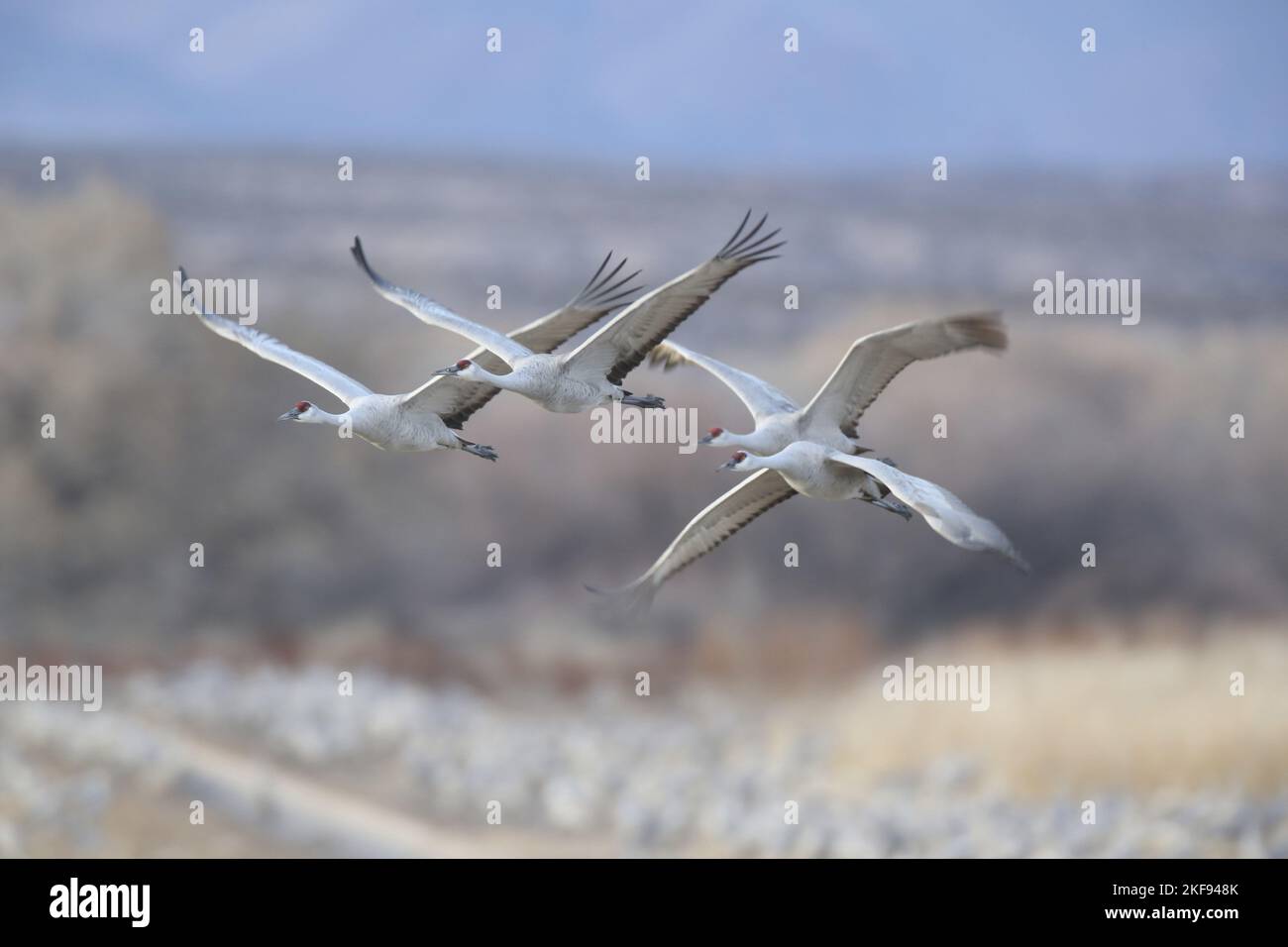 flying Sandhill Cranes Stock Photo - Alamy