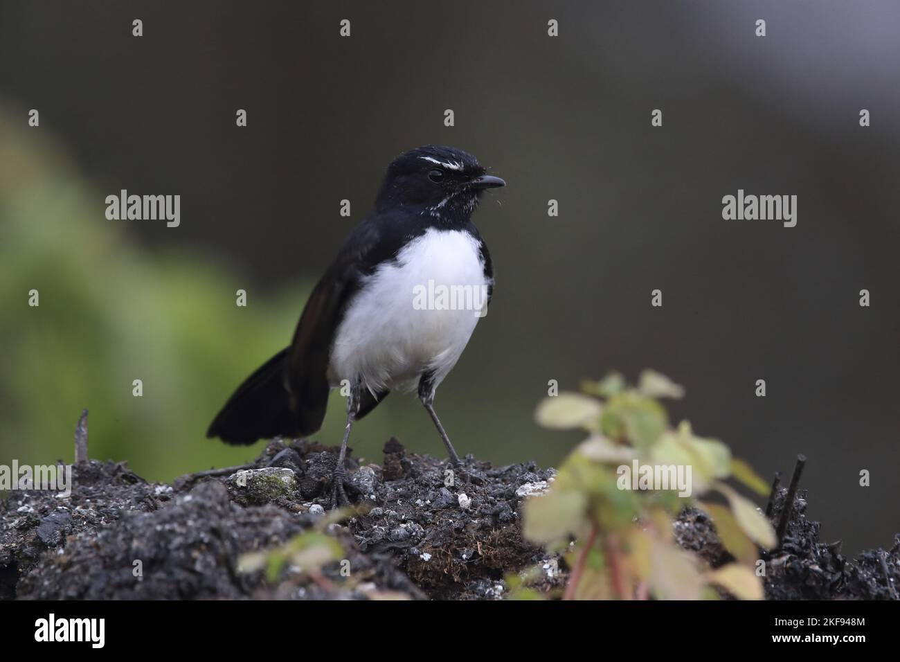 Willy wagtail rhipidura leucophrys hi-res stock photography and images ...