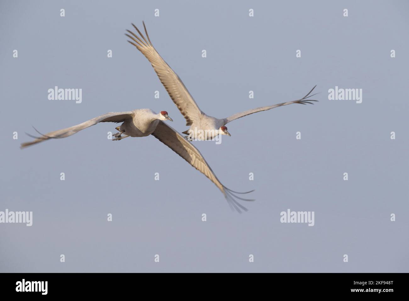 Flying sandhill cranes hi-res stock photography and images - Alamy
