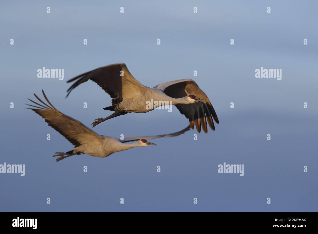 flying Sandhill Cranes Stock Photo - Alamy