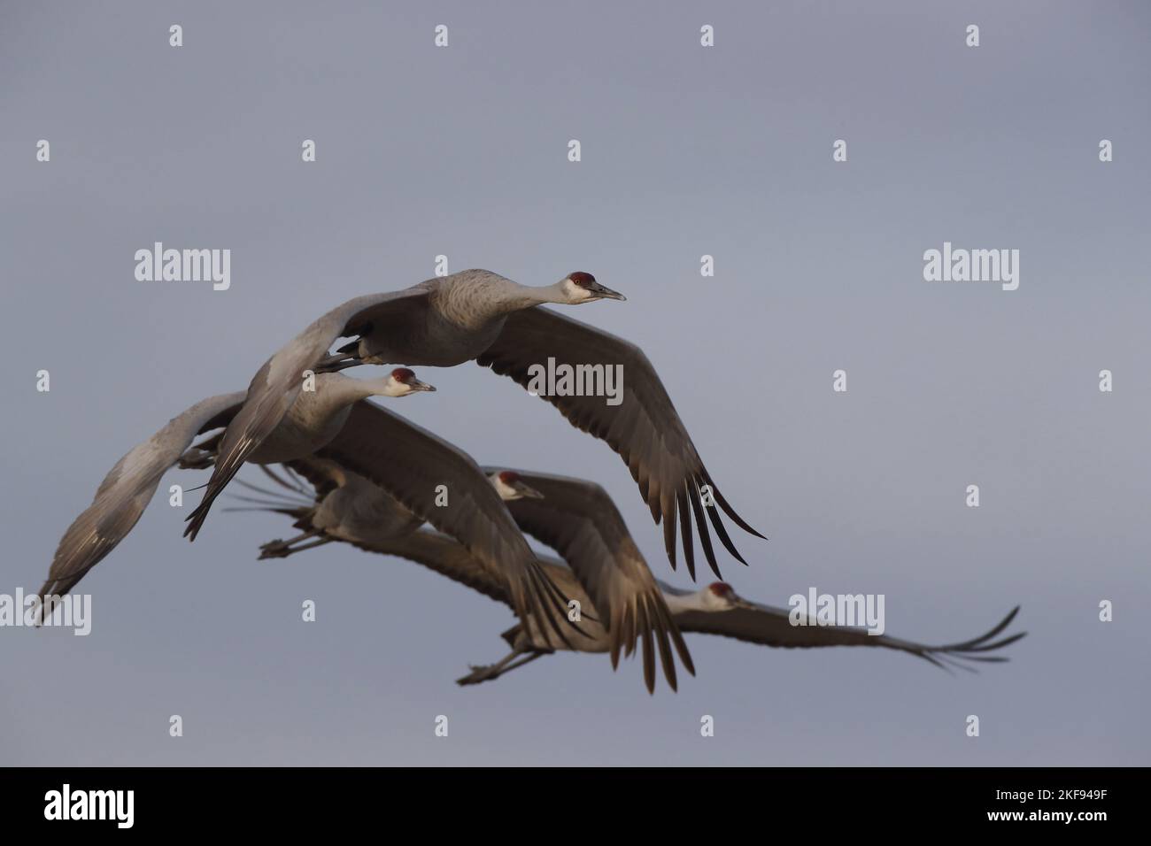 flying Sandhill Cranes Stock Photo - Alamy