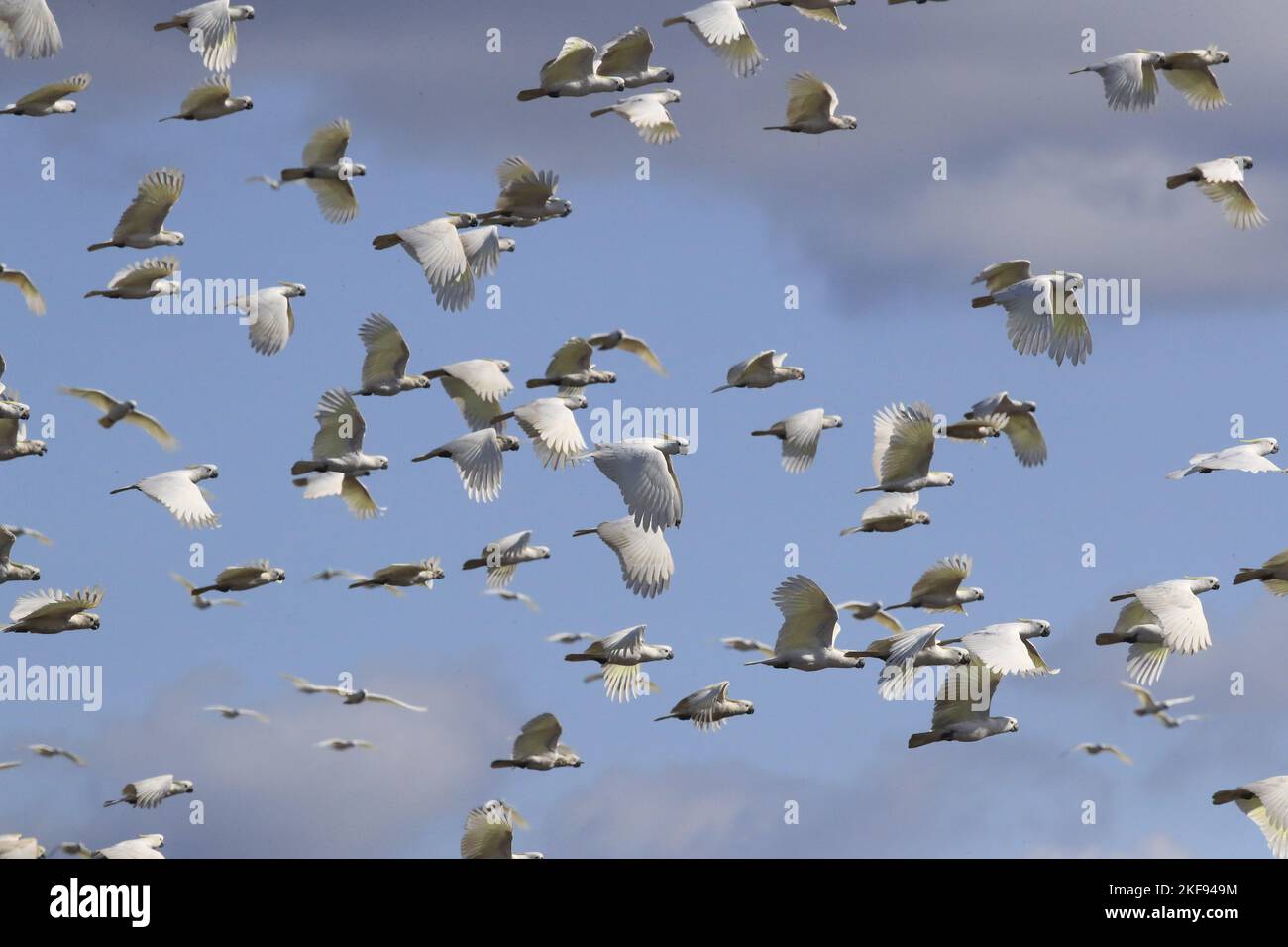 flying Sulphur-crested Cockatoos Stock Photo - Alamy