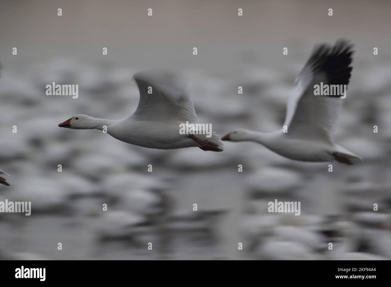 Flying snow geese hi-res stock photography and images - Alamy