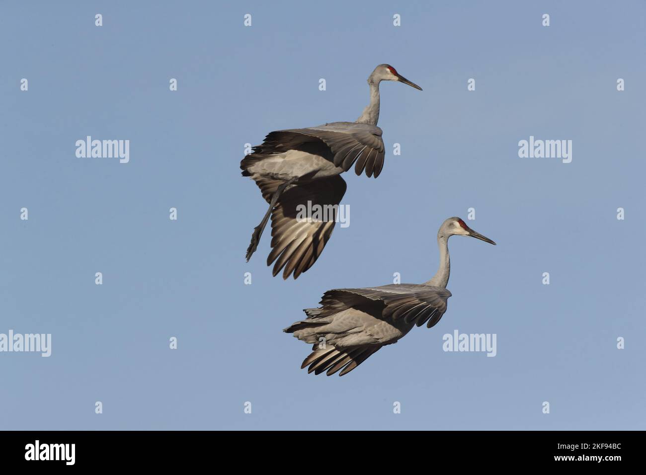 Sandhill crane flying profile hi-res stock photography and images - Alamy