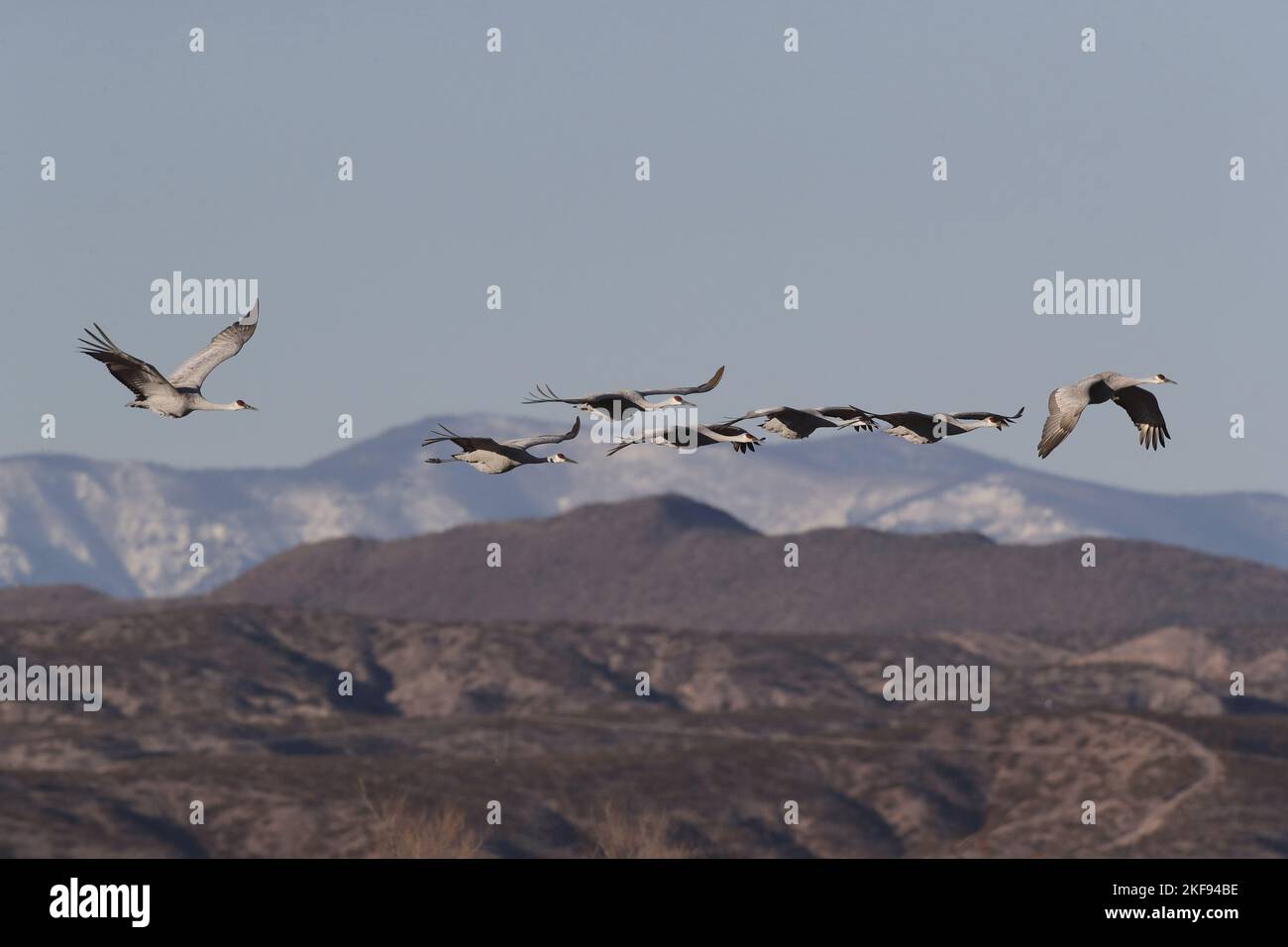 flying Sandhill Cranes Stock Photo - Alamy