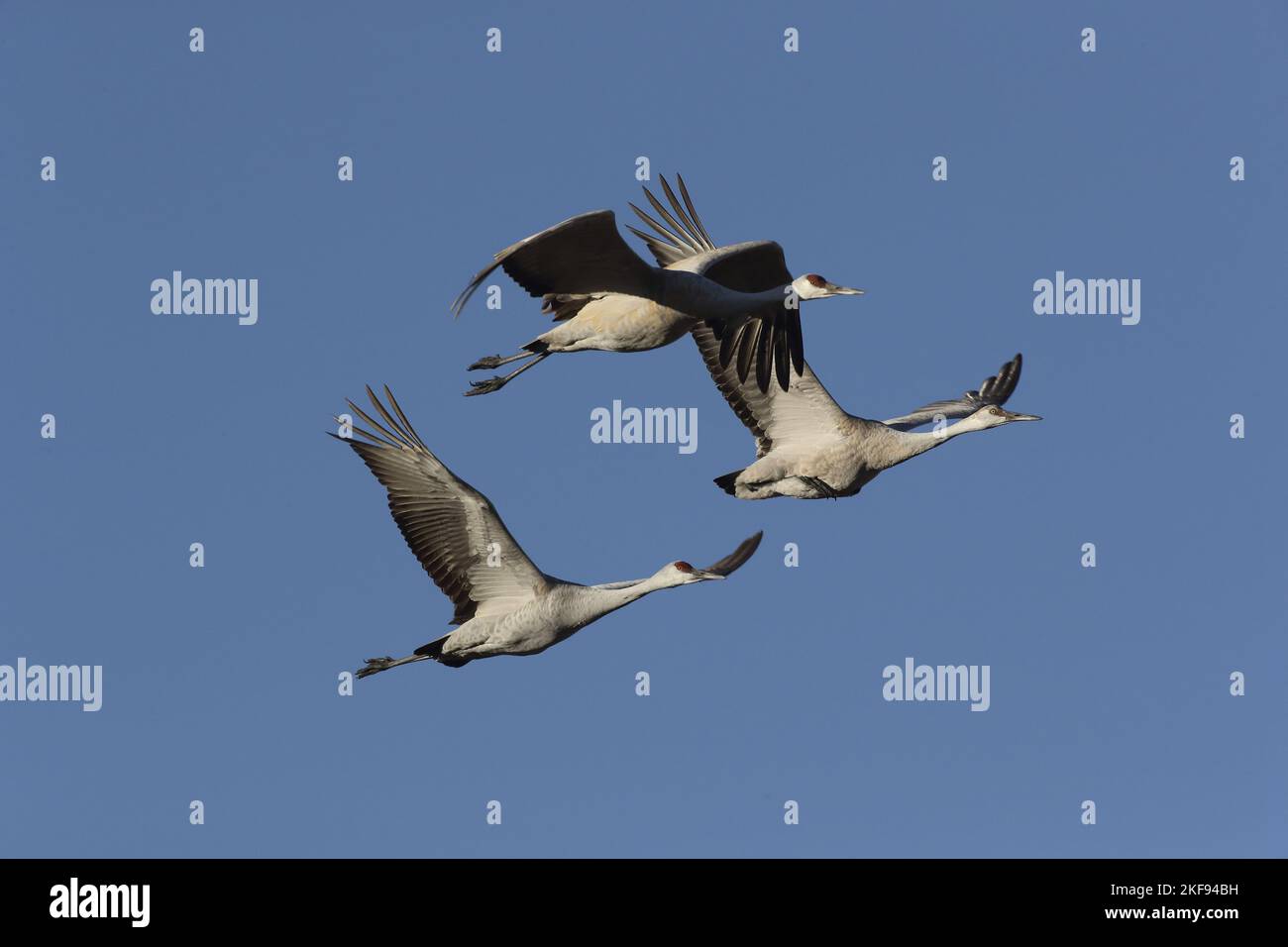 3 sandhill cranes hi-res stock photography and images - Alamy
