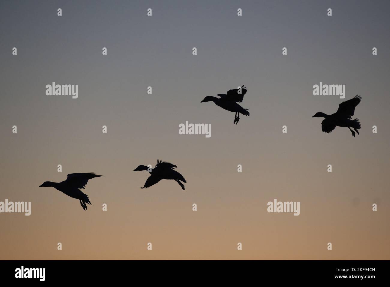 Flying snow geese hi-res stock photography and images - Alamy