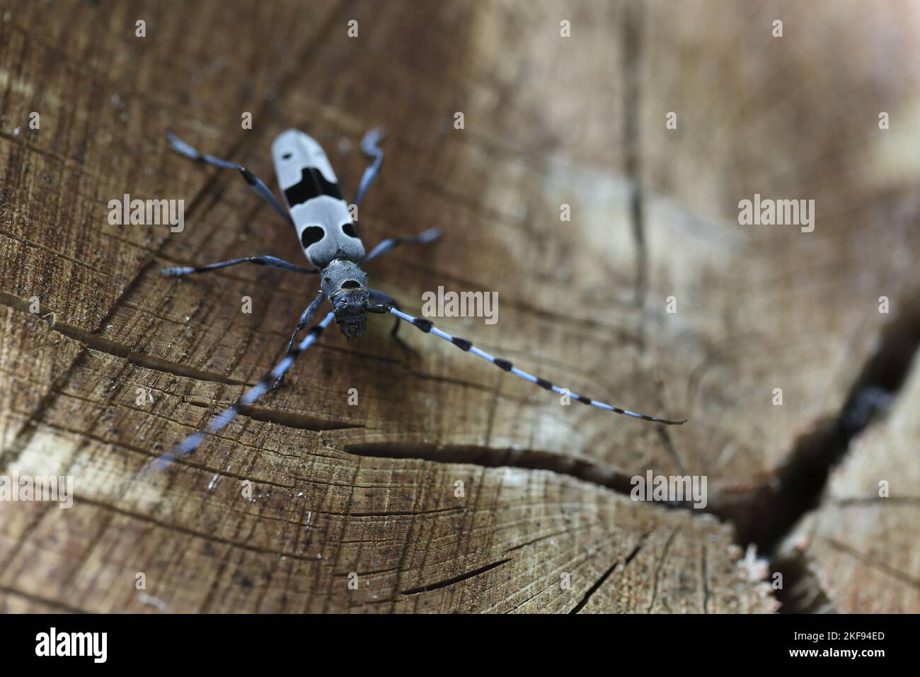 Alpine longhorn Beetle Stock Photo - Alamy