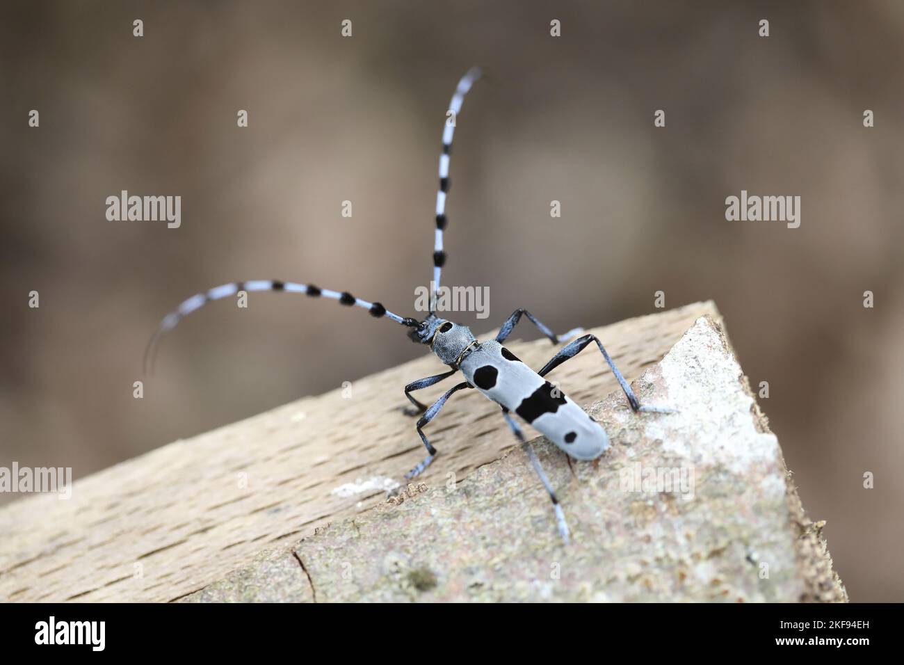 Alpine longhorn Beetle Stock Photo - Alamy