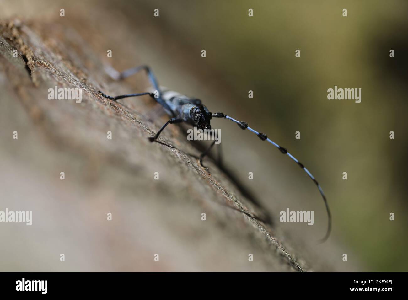 Alpine longhorn Beetle Stock Photo - Alamy