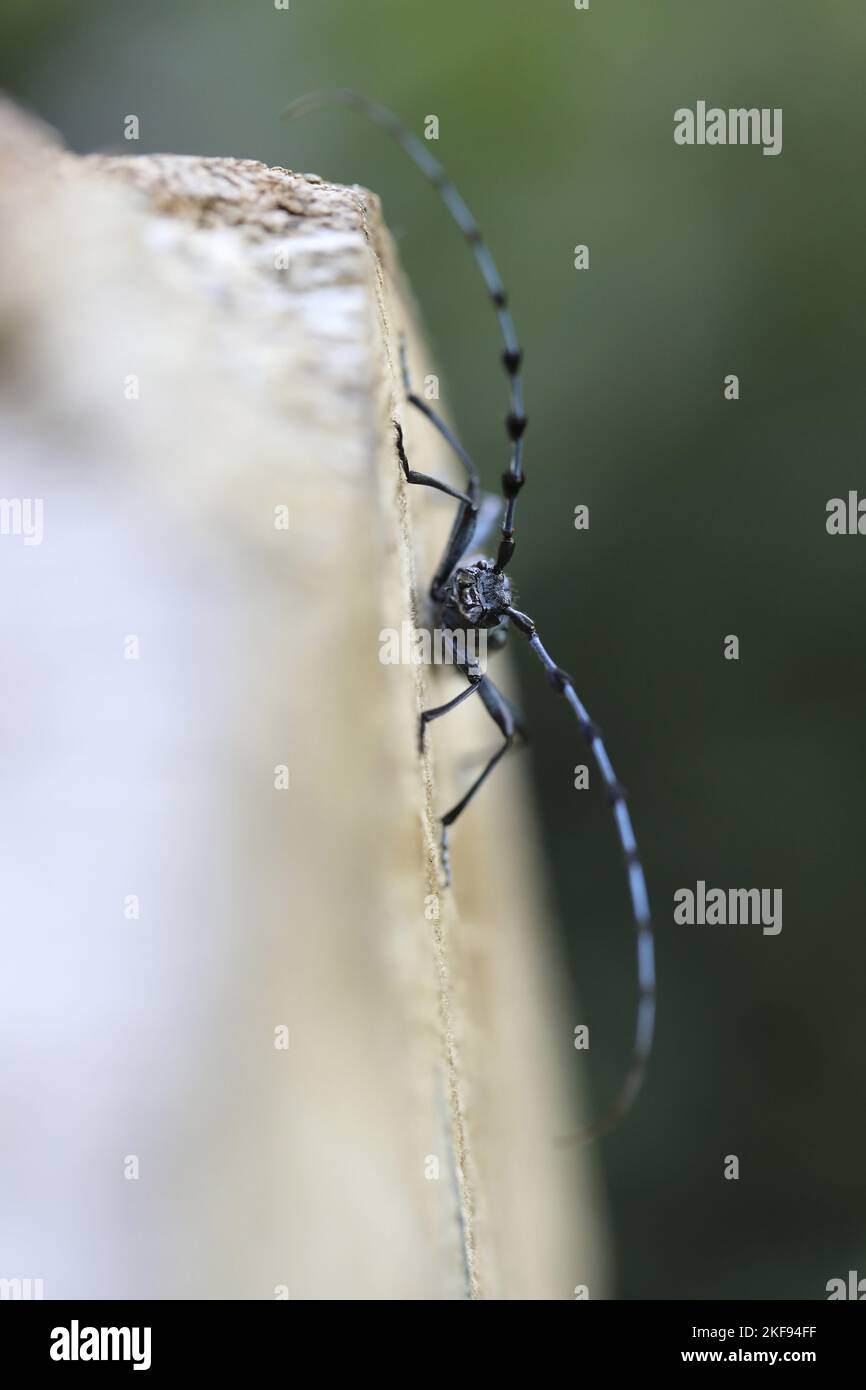 Alpine longhorn beetle hi-res stock photography and images - Alamy