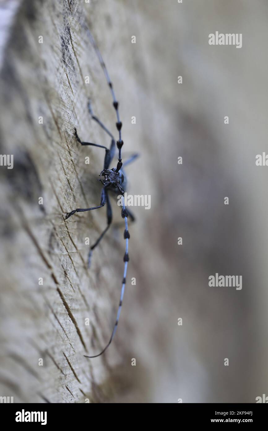 Alpine longhorn Beetle Stock Photo - Alamy