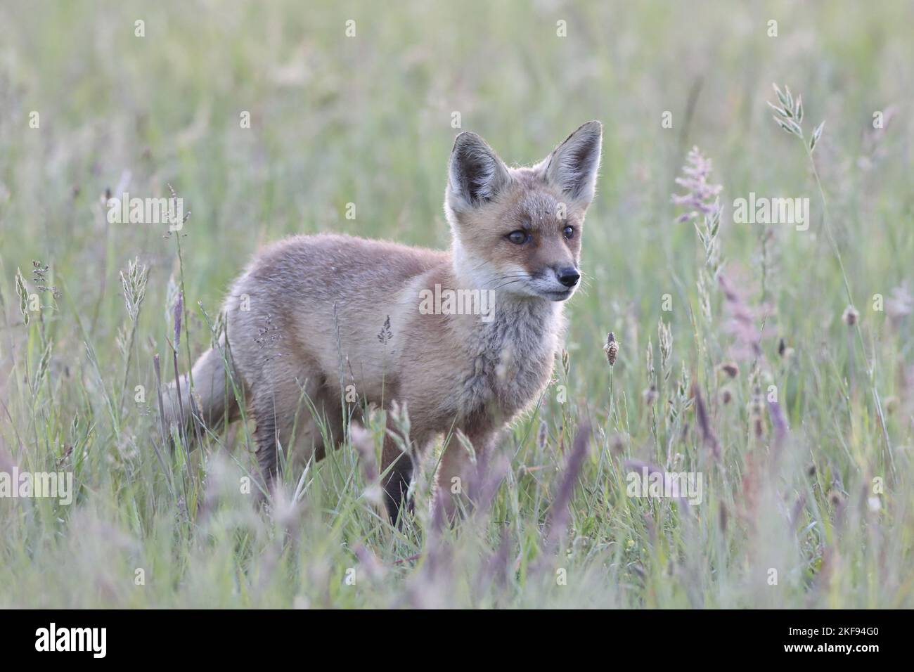 Fox cup hi-res stock photography and images - Alamy