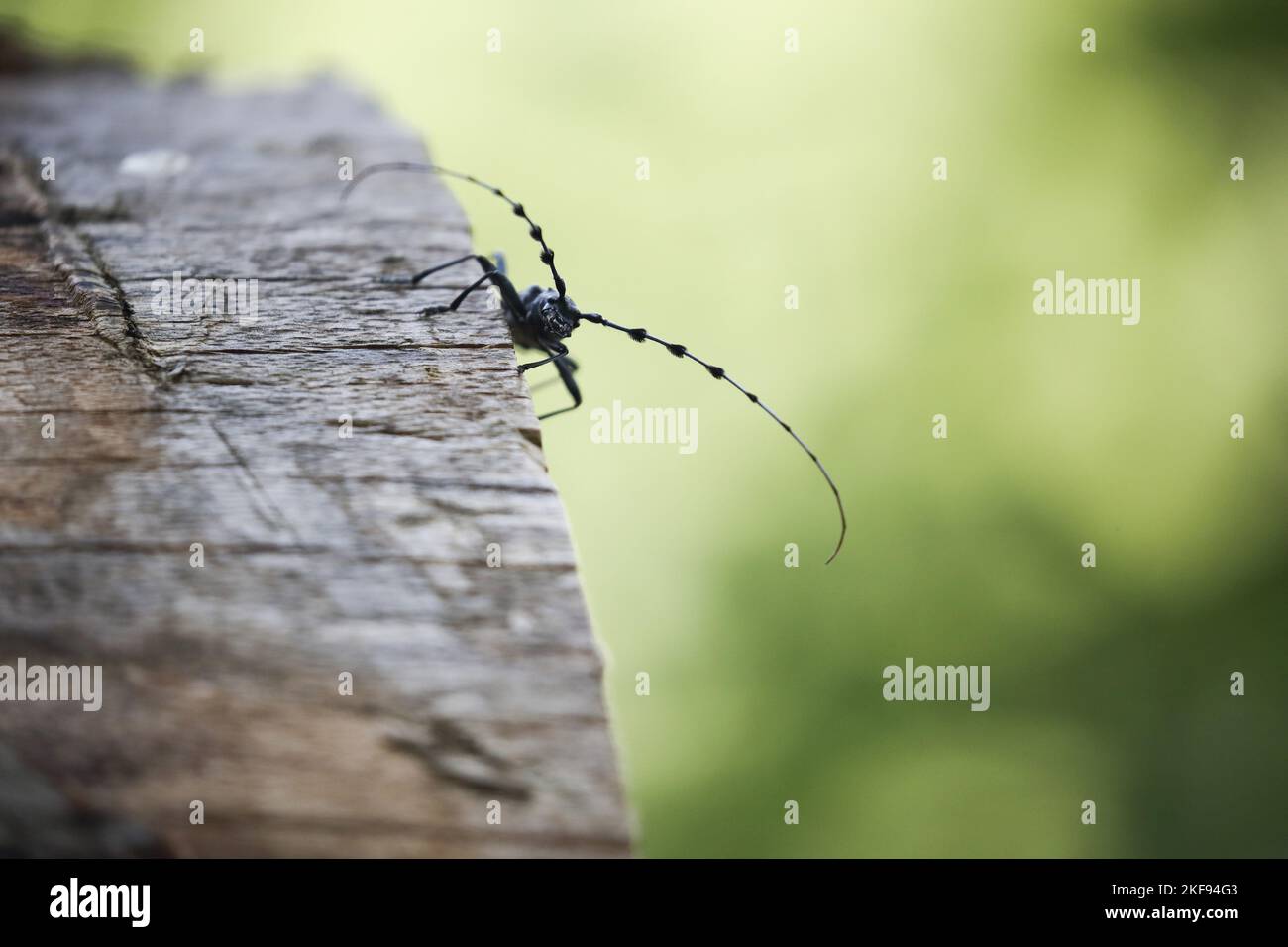Alpine longhorn Beetle Stock Photo - Alamy