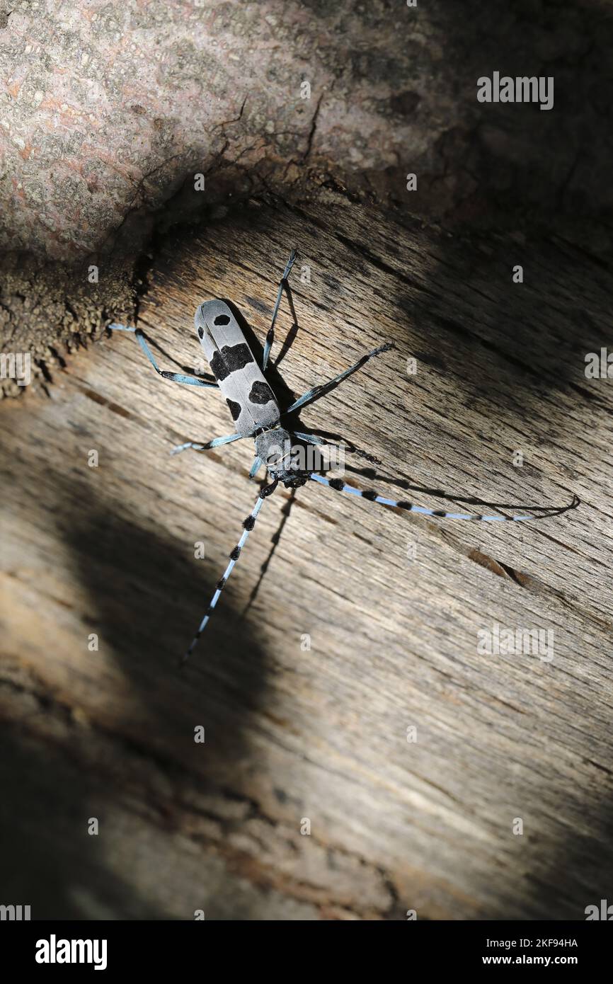 Alpine longhorn Beetle Stock Photo - Alamy
