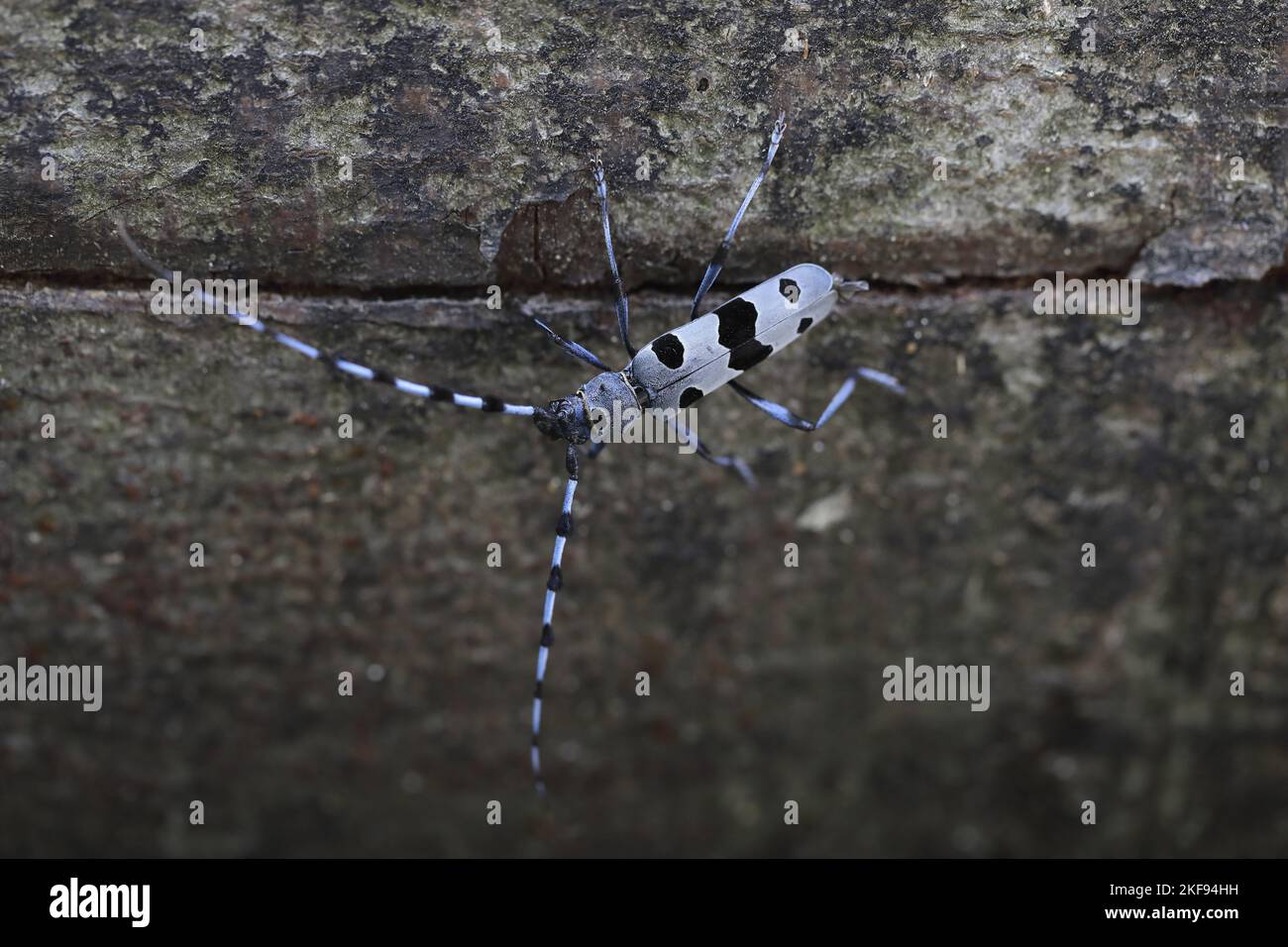 Alpine longhorn Beetle Stock Photo - Alamy