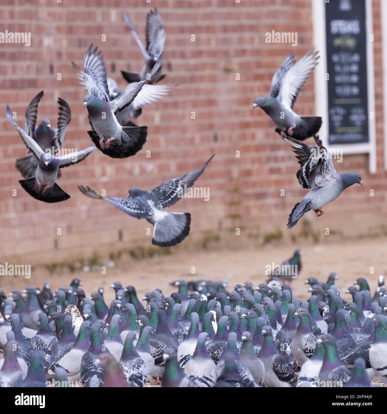 Large group of Feral Pigeons [ Columba livia domestica ] on path with ...