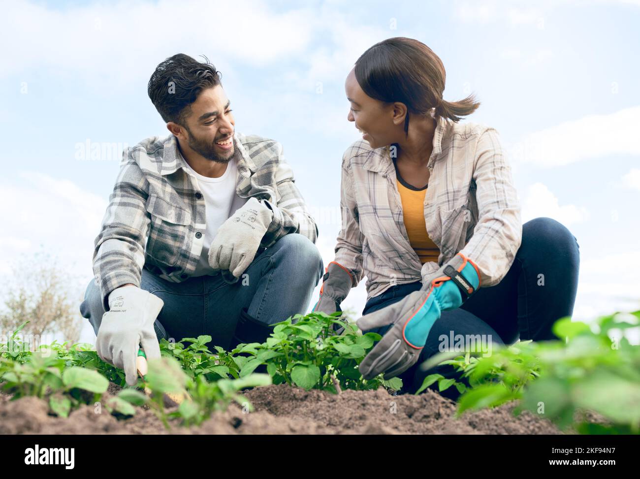 Farming, agriculture and couple doing gardening together with plants in ...