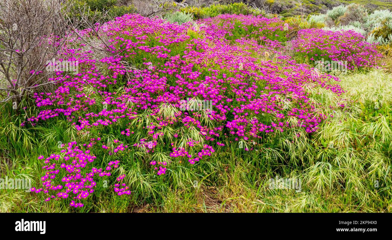 Native daisies Brachyscome multifida in bloom along the Cape to Cape ...