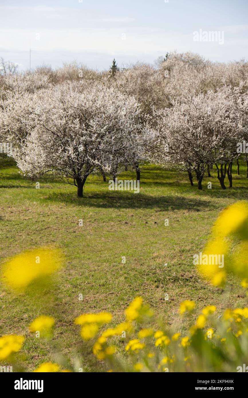 White flowers of cherry blossom on cherry tree. Blossoming of white ...