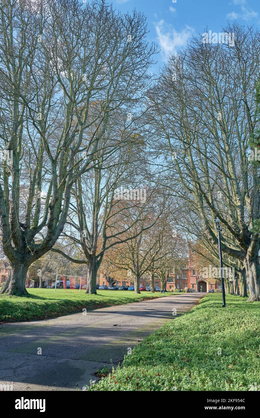 Tree lined pathway to Jesus College, university of Cambridge, England ...