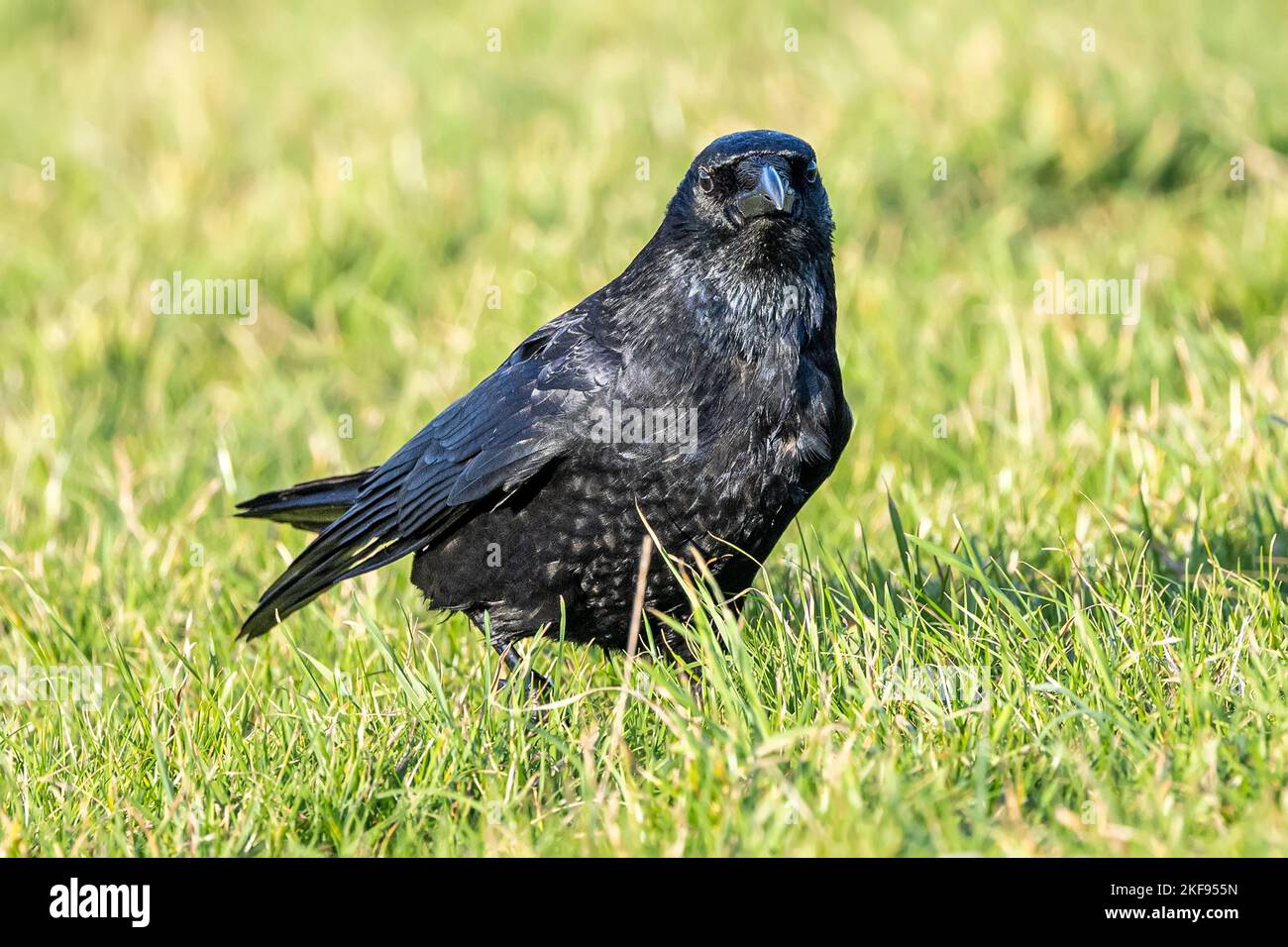 Carrion crow, Swanage Downs, mid afternoon, autumn, Isle of Purbeck ...