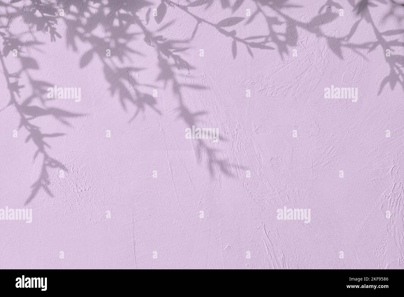 Shadow of leaves on purple concrete wall texture background Stock Photo ...