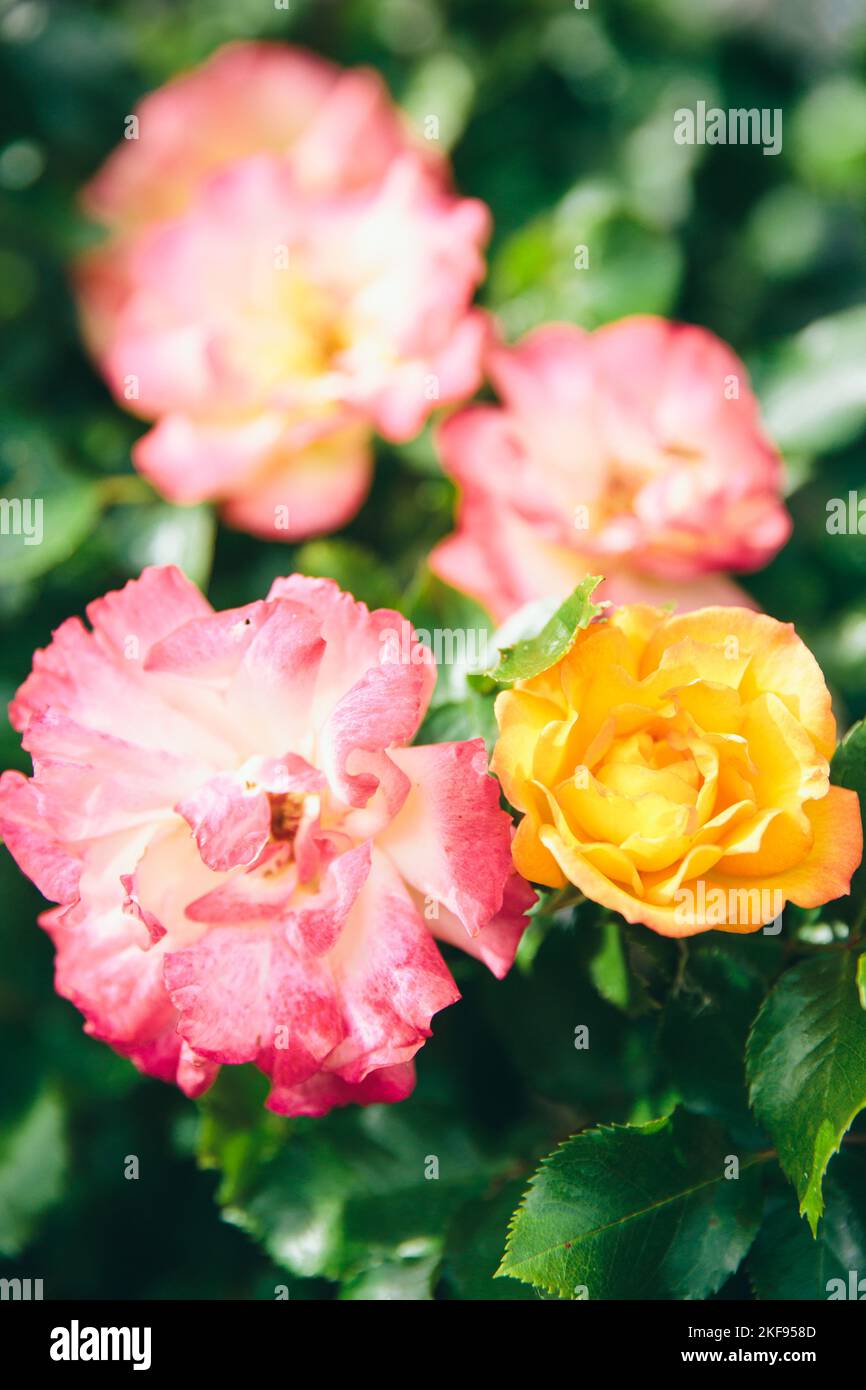 Variegated rose petals hi-res stock photography and images - Alamy