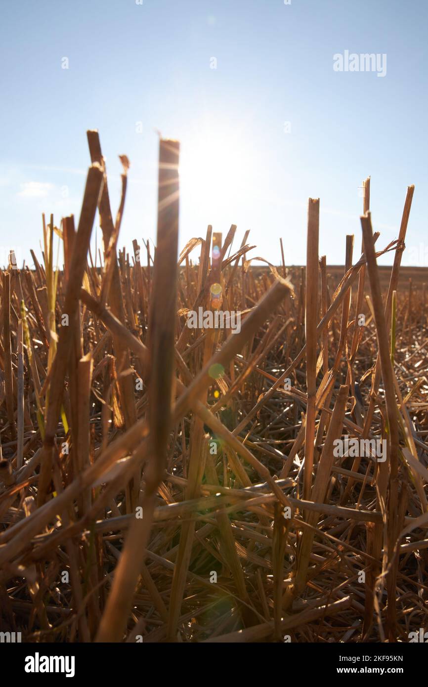 A vertical shot of a dried cane field on a sunny day with a blue sky in ...