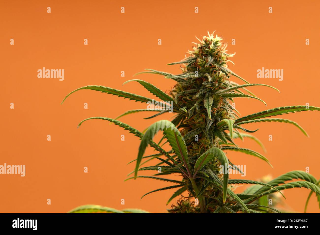 Marijuana plants long banner. Beautiful tropical cannabis background ...