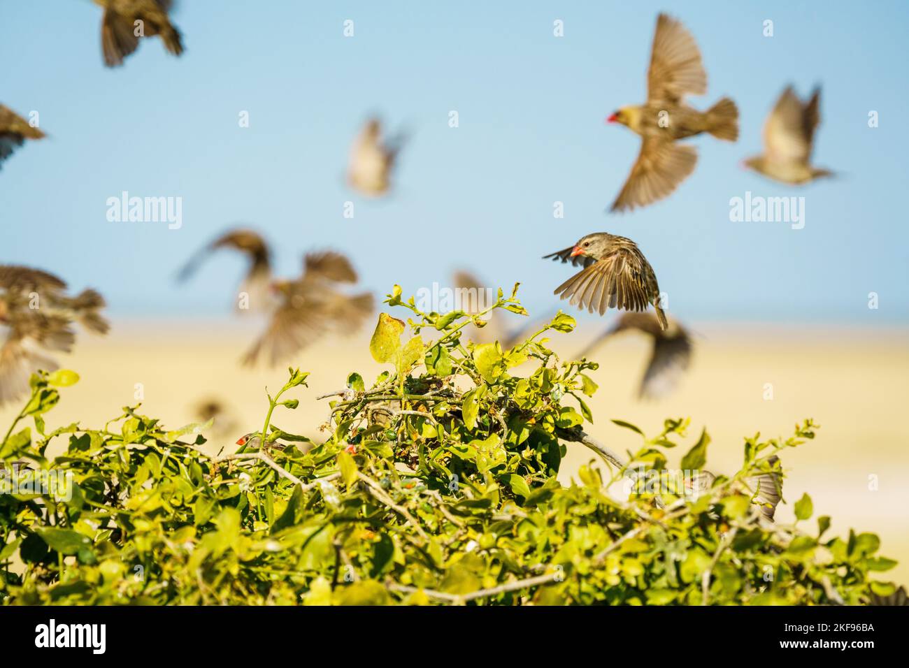 Finches flying hi-res stock photography and images - Alamy