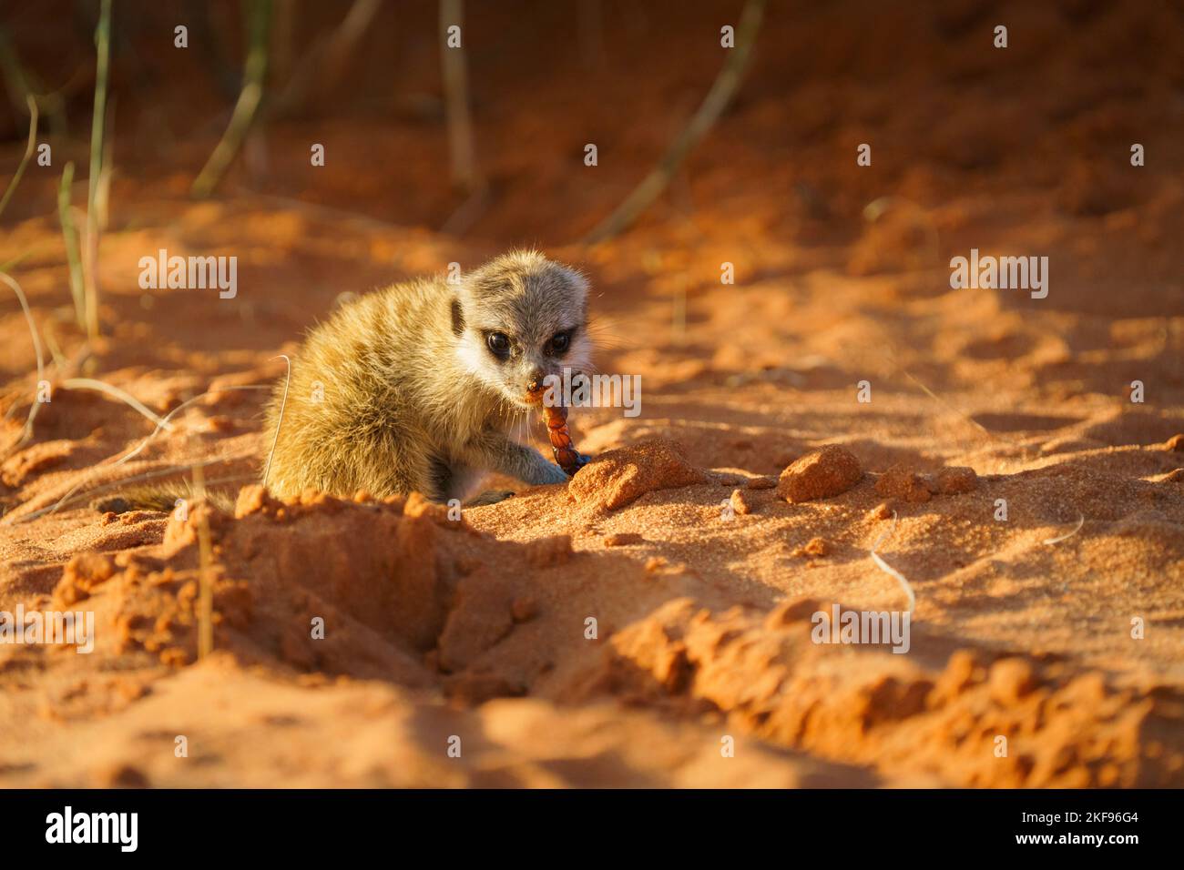 Meerkat baby (Suricata suricatta) eating a scorpion. Kalahari, South ...