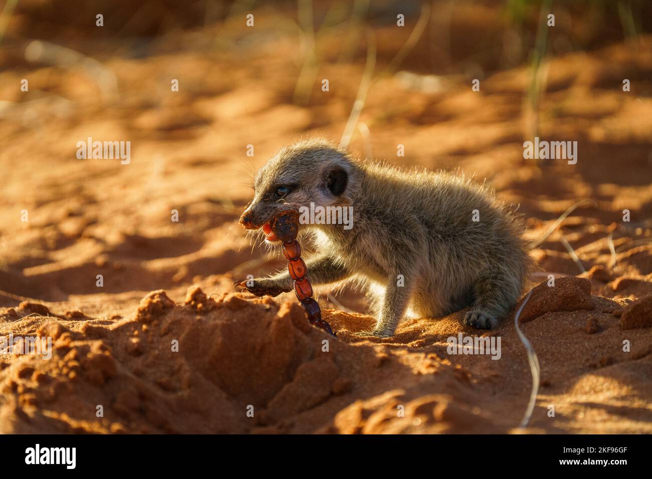 Meerkat baby (Suricata suricatta) eating a scorpion. Kalahari, South ...