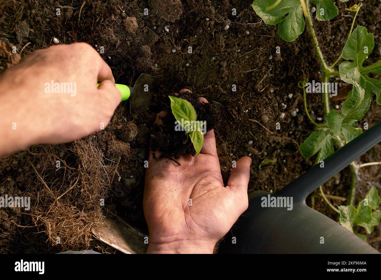 A male farmer holds a tree seedling in his hand to plant in the ...