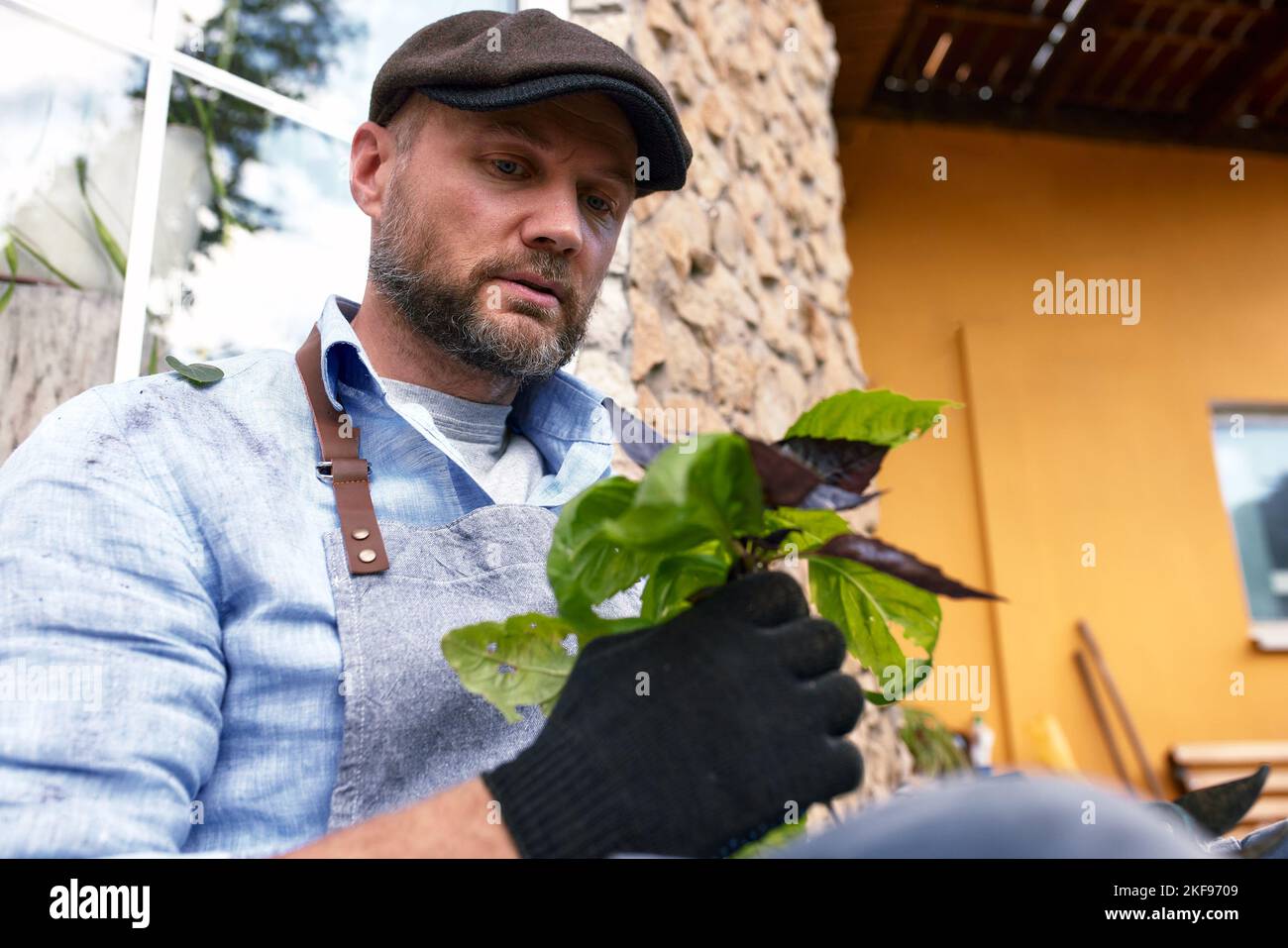 farmer hands holding violet and green basil plant leaves, organic ...