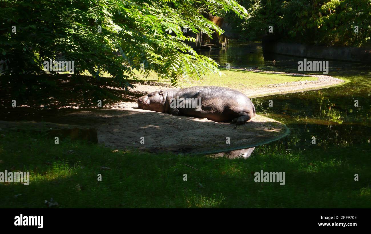 Hippo sleeping in the sun Zoo Frankfurt Animal Stock Photo - Alamy