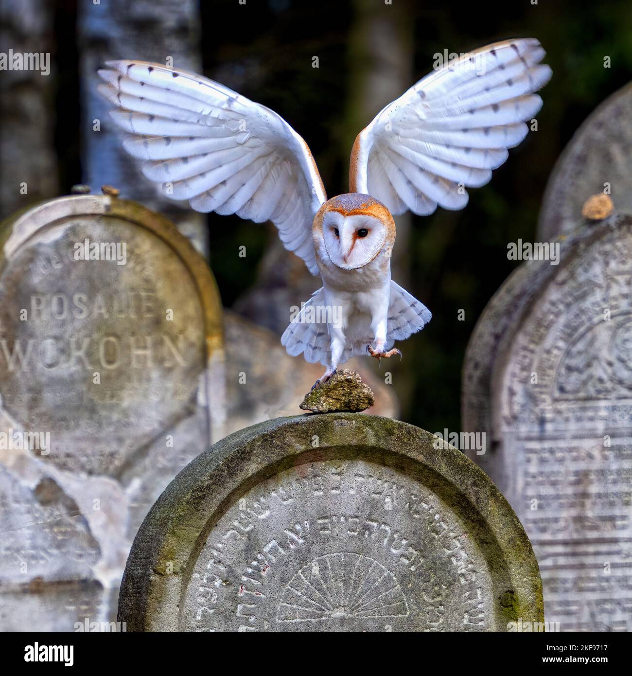 White form of Barn Owl in Bohemian-Moravian Highlands. Starting Stock ...