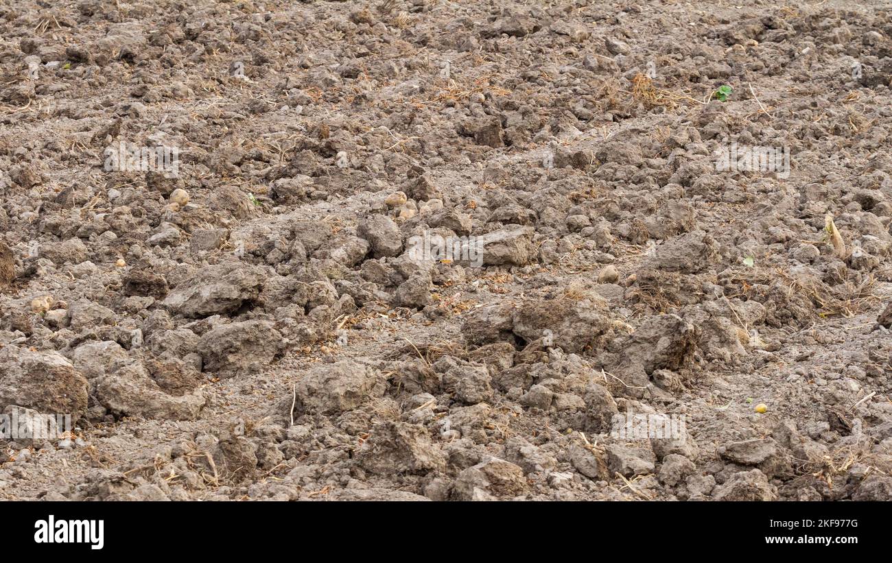 Harvesting potatoes in autumn, potato tubers in the ground Stock Photo ...