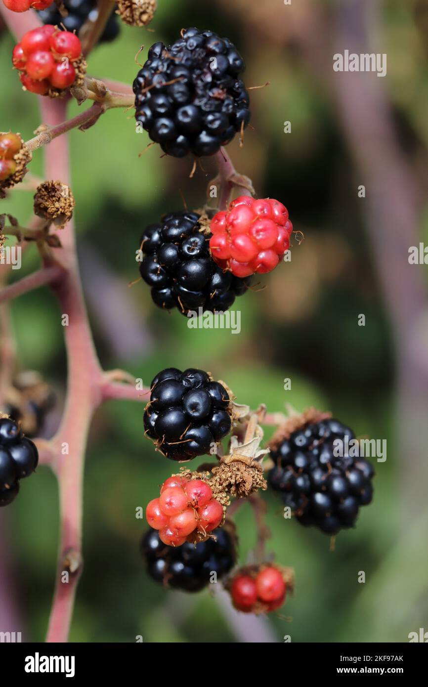 red and black blackberries in the woods Stock Photo - Alamy