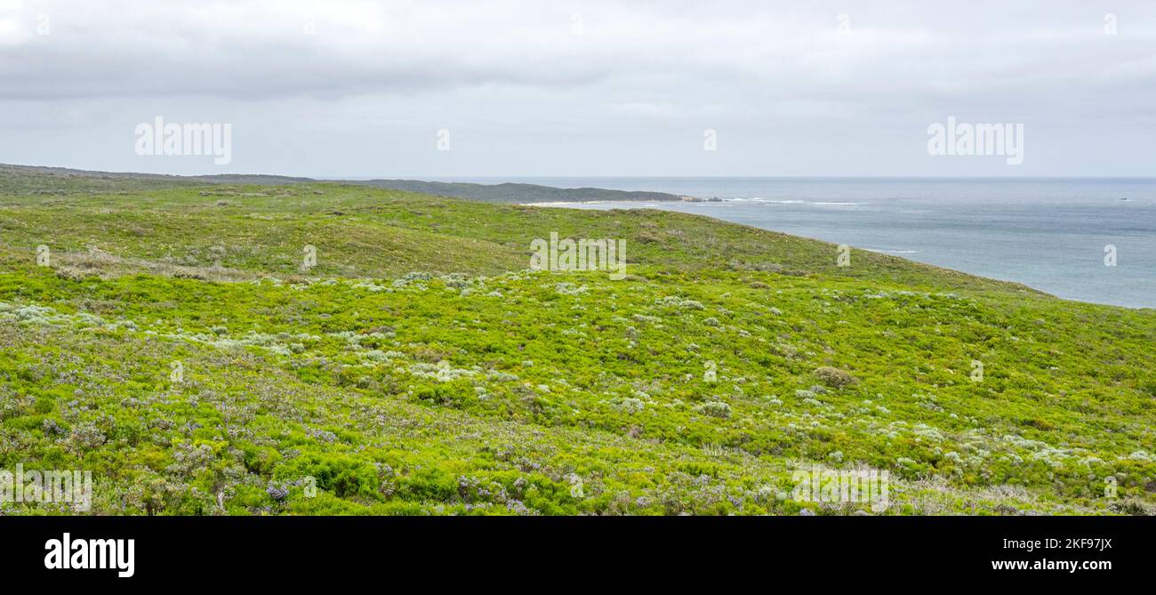Cape to Cape trail passing through dense scrubs in Kilcarnup Southwest ...