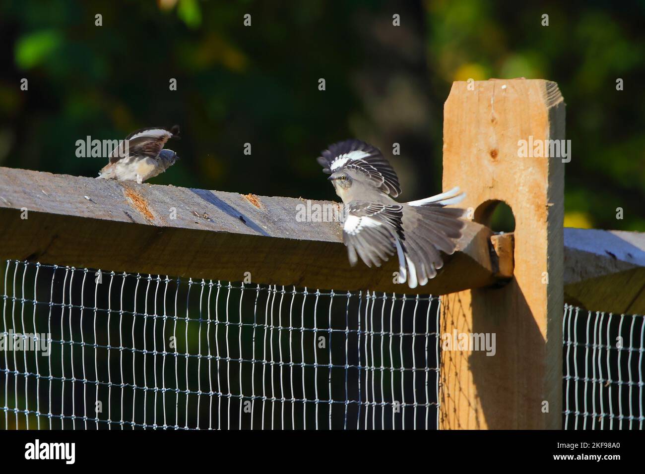 A closeup shot of perched sparrows Stock Photo - Alamy